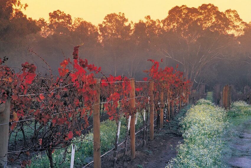 Swan District | WA Wines