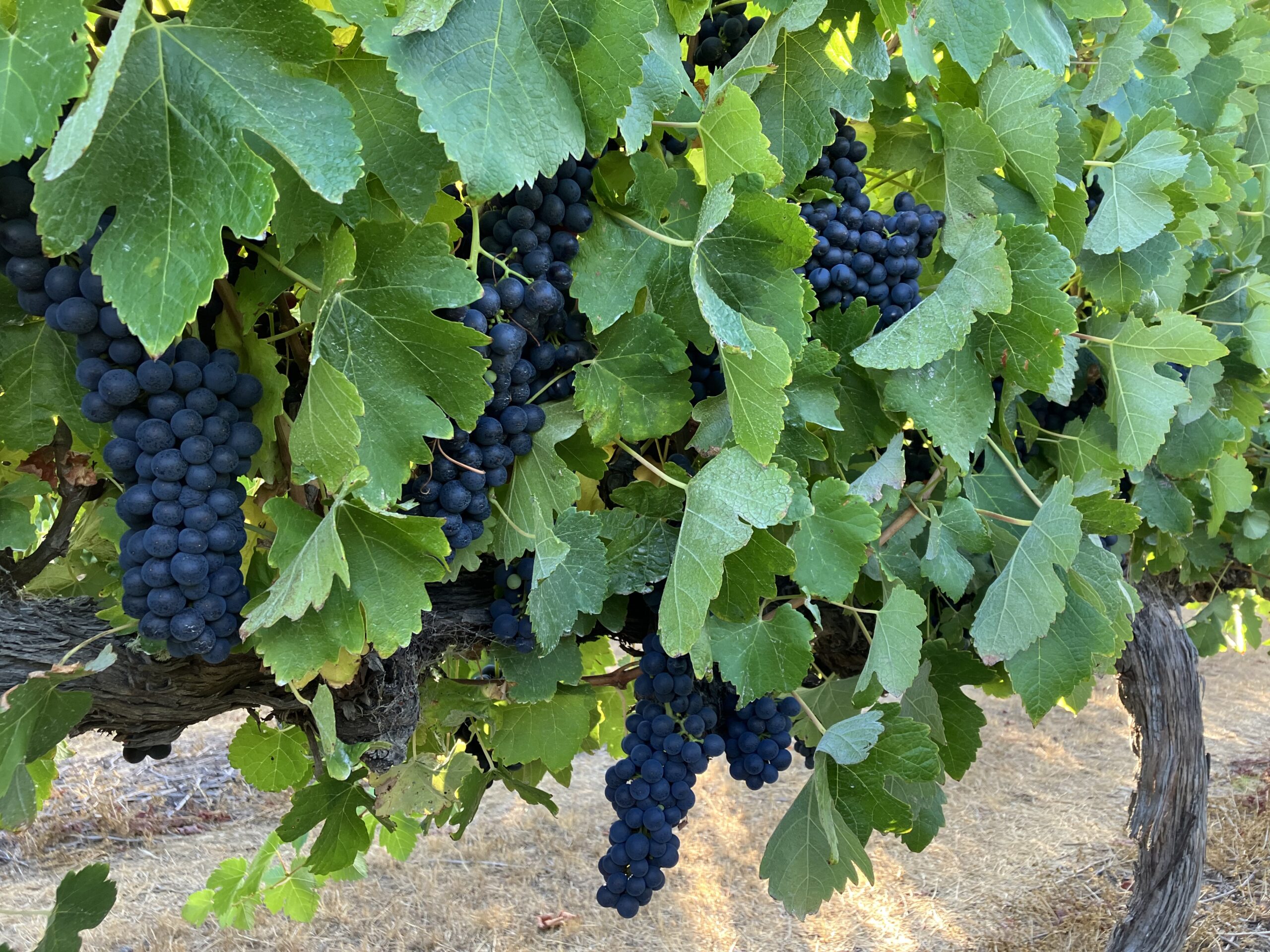 Budget Fee For Service Schedule WA Wines Budget Fee For Service Schedule WA Wines